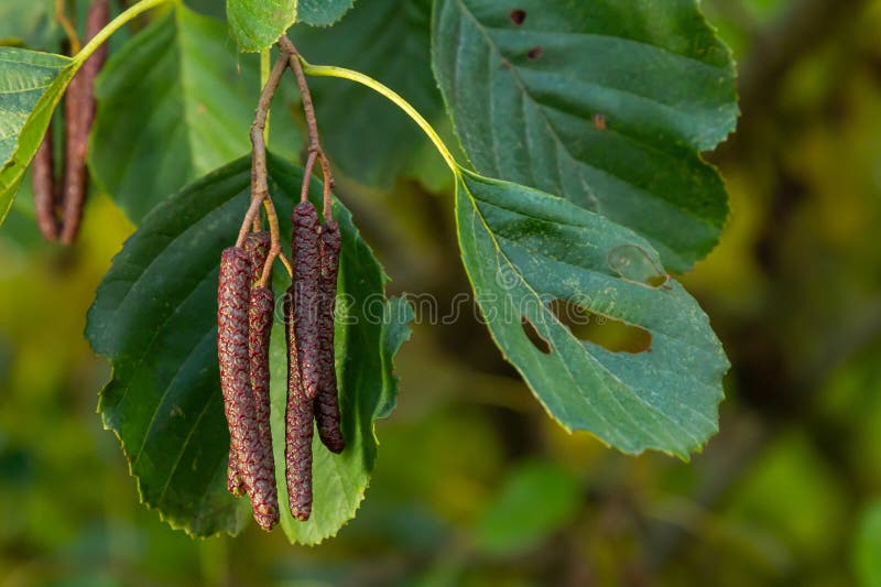 Speckled Alders Spread Their Seed through Cone-like Structures Stock ...