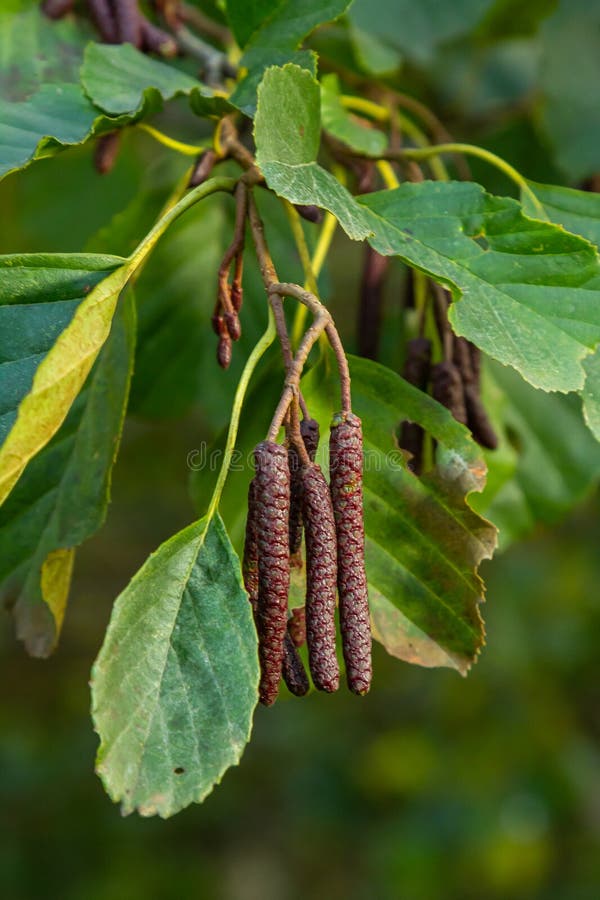 Speckled Alders Spread Their Seed through Cone-like Structures Stock ...