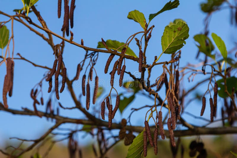 Speckled Alders Spread Their Seed through Cone-like Structures Stock ...
