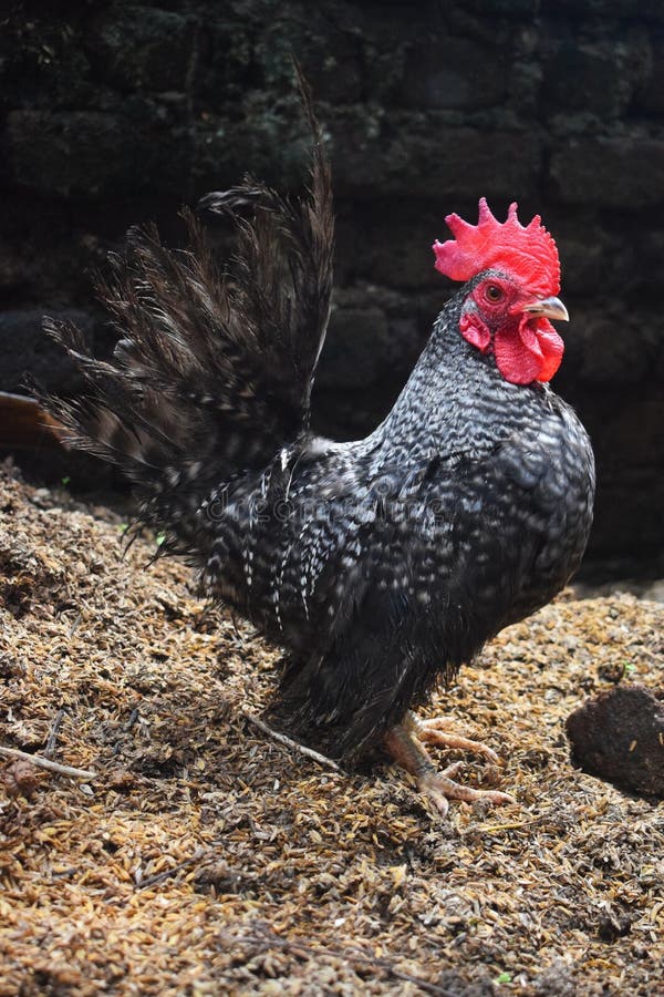 A Black and White Speckled Bantam Rooster with a Red Comb and Prominent ...