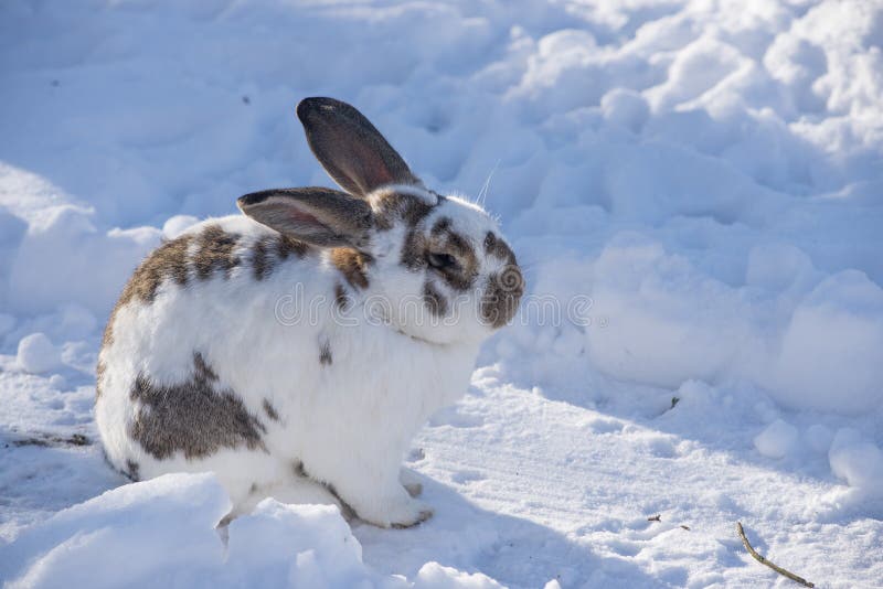 Speckled Bunny Sitting in Snowy Garden Stock Image - Image of garden ...