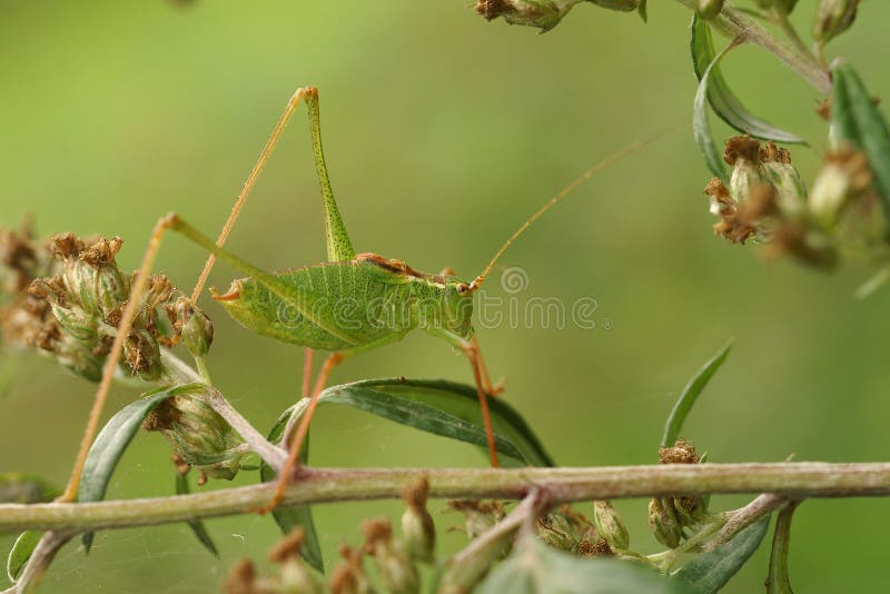 Speckled Bush-cricket Perching on Plant Stem Stock Photo - Image of ...