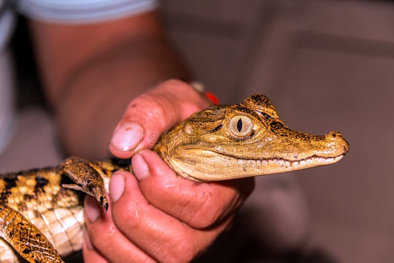 Speckled Caiman stock image. Image of teeth, nature, smooth - 52066793