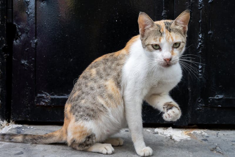 A Speckled Cat Looking at the Camera while Lifting a Paw. a Black Door ...