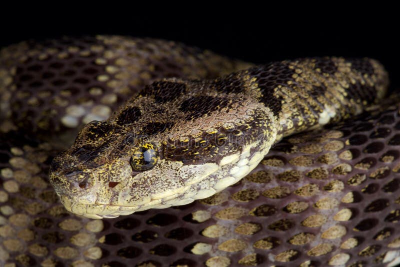 Speckled Forest Pit Viper Bothrops Taeniatus Taeniatus Stock Photo ...