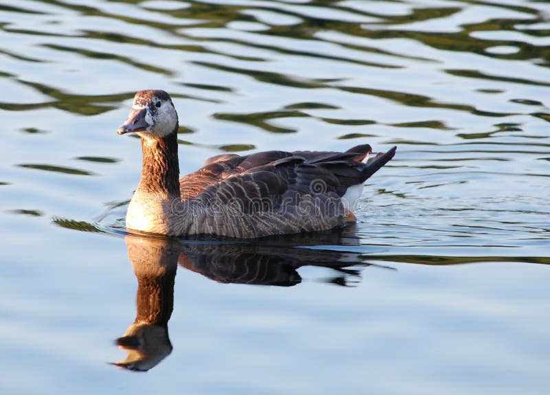 Speckled goose in water stock photo. Image of fauna, aquatic - 10382864