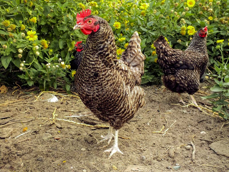 Speckled hen on barnyard stock image. Image of fauna - 102234507