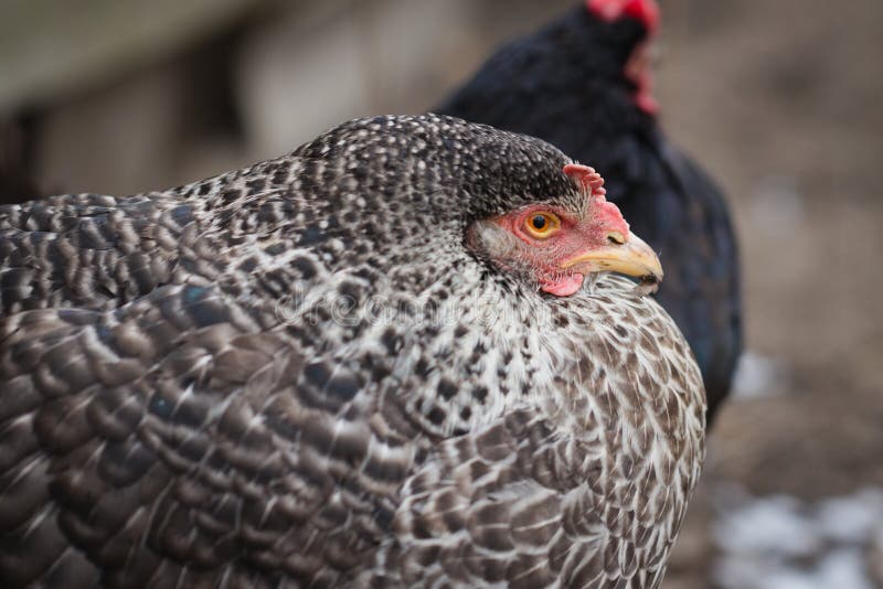 Speckled Hen in the Chicken Coop. Stock Image - Image of feather ...