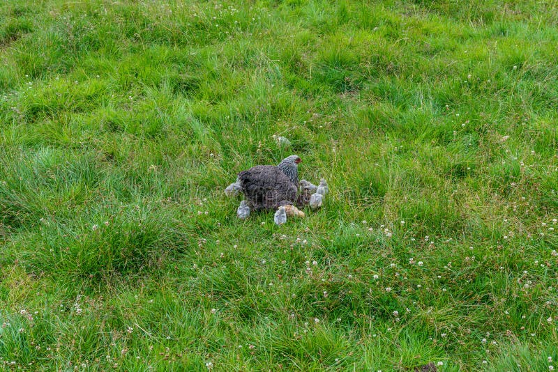 Speckled Hen with Her Young Chickens Stock Photo - Image of rural, view ...