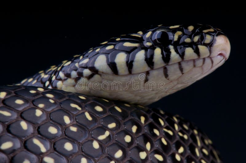 Speckled King Snake Poisonous