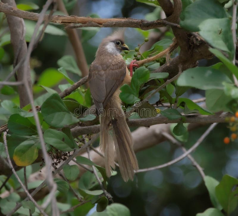 Speckled Mousebird in Close Up Stock Image - Image of small, speckled ...