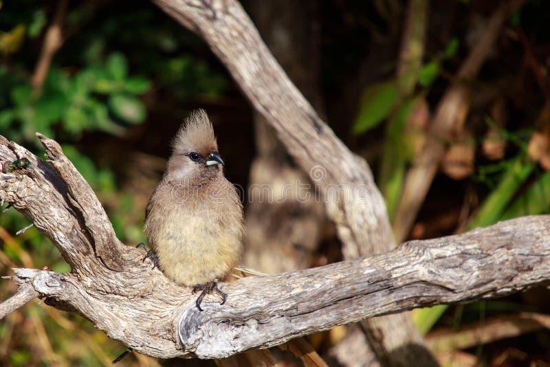 Speckled Mousebird Colius Striatus Stock Image - Image of fauna, animal ...