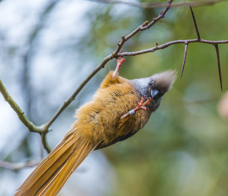 Speckled Mousebird stock image. Image of branch, birds - 36325065