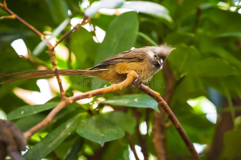 Speckled Mousebird Colius Striatus Stock Image - Image of exotic ...