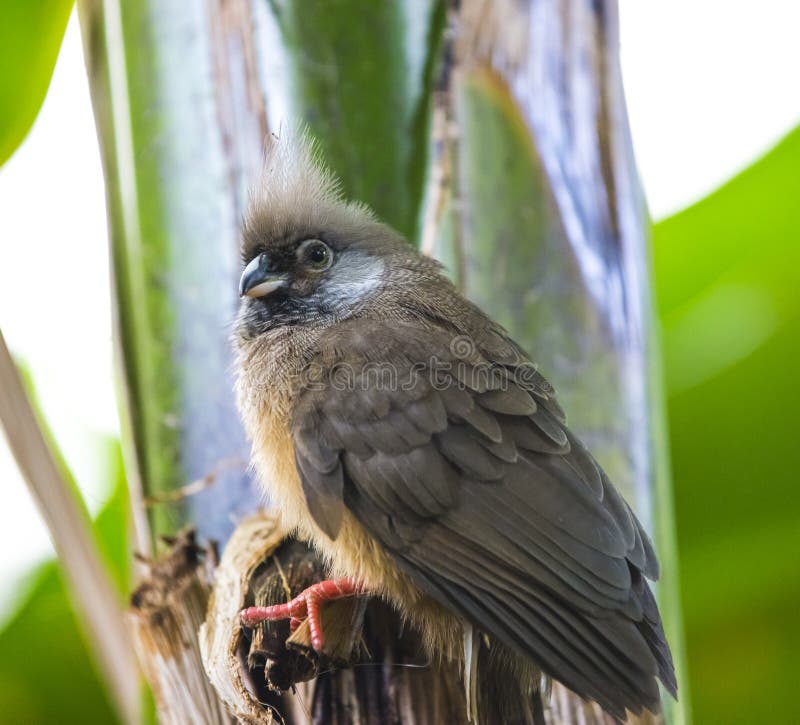 Speckled Mousebird stock photo. Image of branch, colius - 36325064
