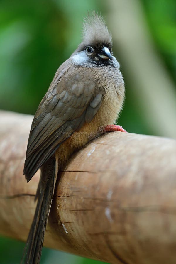 Speckled Mousebird Colius Striatus Stock Photo - Image of creature ...