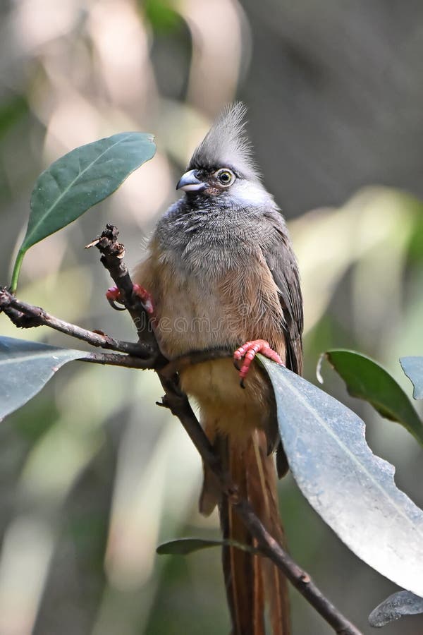 Speckled Mousebird (Colius Striatus) Stock Photo - Image of mousebird ...