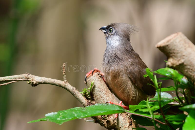 Speckled Mousebird Colius Striatus Stock Image - Image of lovely, close ...