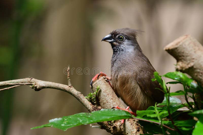 Speckled Mousebird Colius Striatus Stock Photo - Image of bird ...