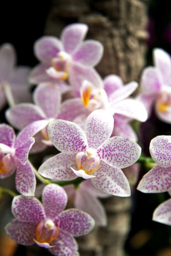 Speckled orchid stock image. Image of plants, orchids - 82529129