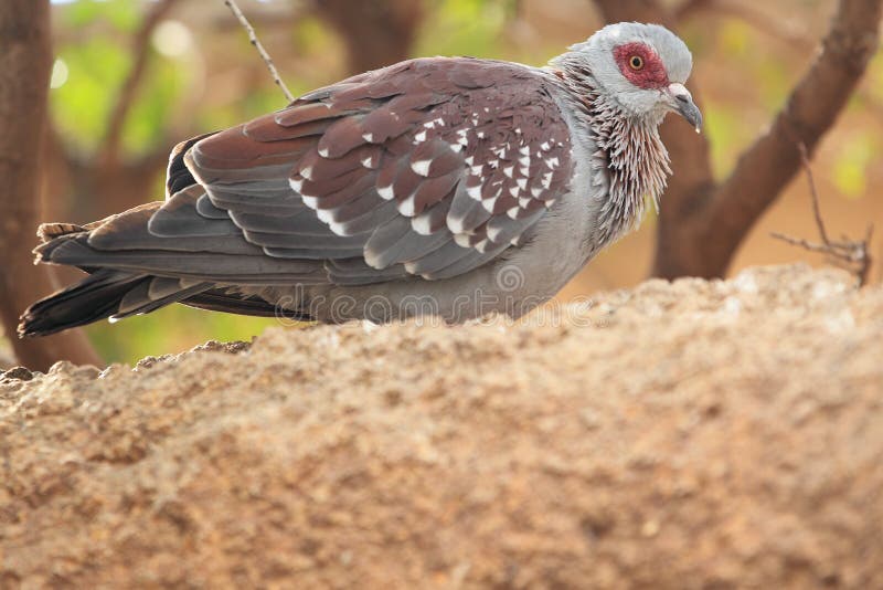 Speckled Pigeon stock image. Image of animals, variant - 133338899