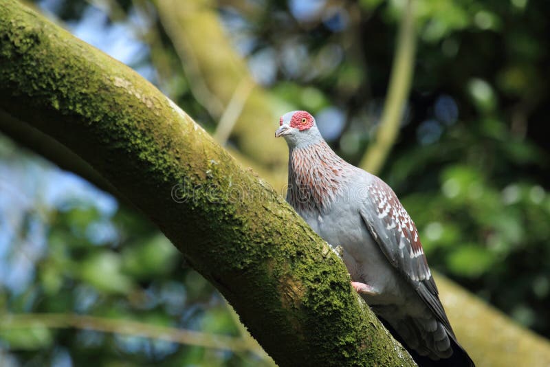Speckled Pigeon stock image. Image of animals, variant - 133338899