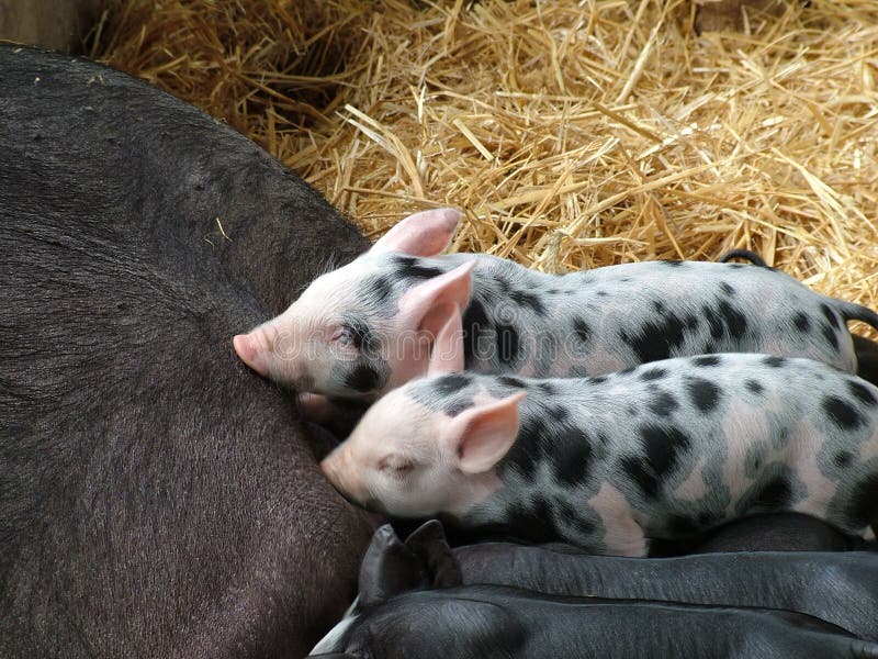 One Week Old Fuzzy Baby Piglets Stock Image - Image of grass, nature ...
