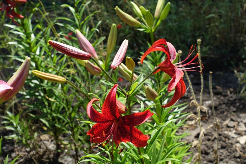 Speckled Red Flowers of Lilies in June Stock Photo - Image of greenery ...