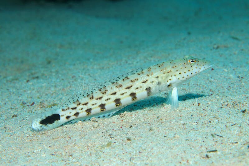 Speckled sand perch stock image. Image of pursuit, adventure - 19614383