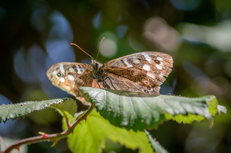 Speckled Wood Butterfly Viewed from Underneath Stock Photo - Image of ...