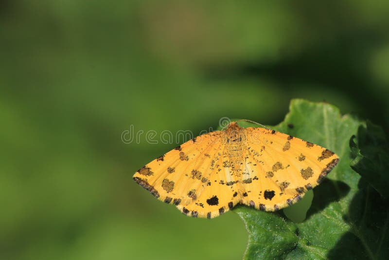 Speckled yellow moth stock image. Image of yellow, meadow - 197929141