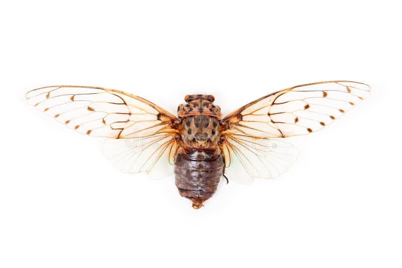 Cicala dell'insetto immagine stock. Immagine di foresta - 11766521