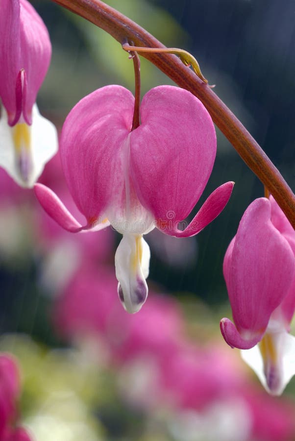 Spectabilis do Dicentra foto de stock. Imagem de floral - 2595438