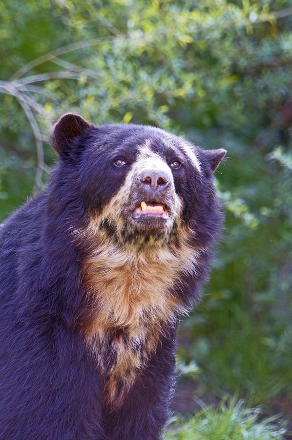 Spectacled bear stock photo. Image of pretty, walk, conservation - 14386910