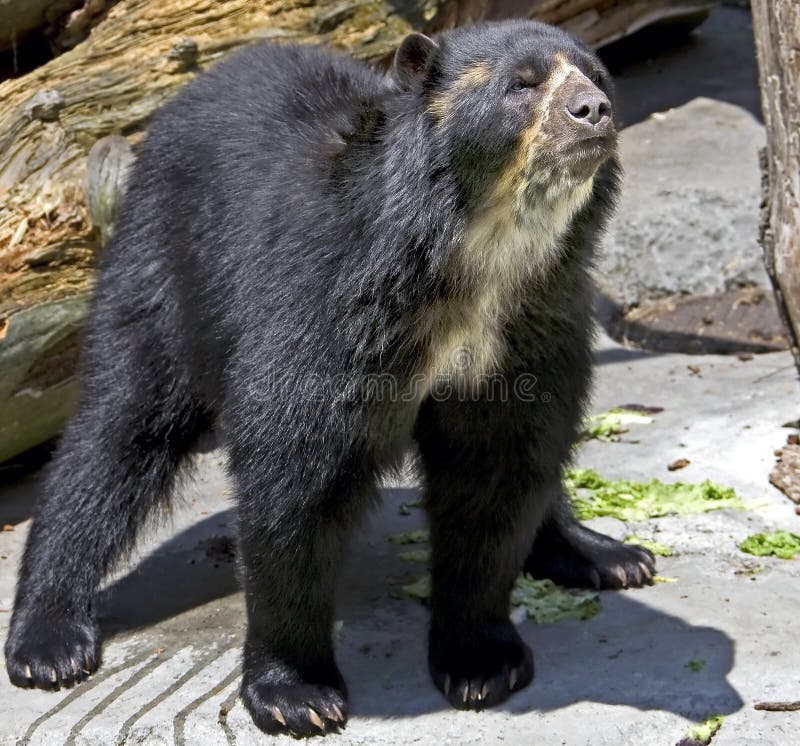 Spectacled Bear 3 stock photo. Image of tree, animal, claw - 9677838