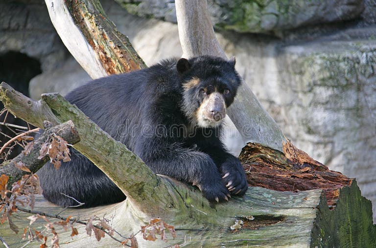 Spectacled Bear 7 stock image. Image of claw, nice, tree - 1632003