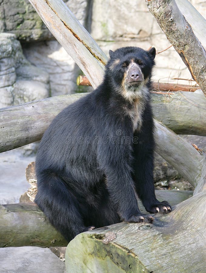 Spectacled Bear 9 stock photo. Image of portrait, claw - 1632506