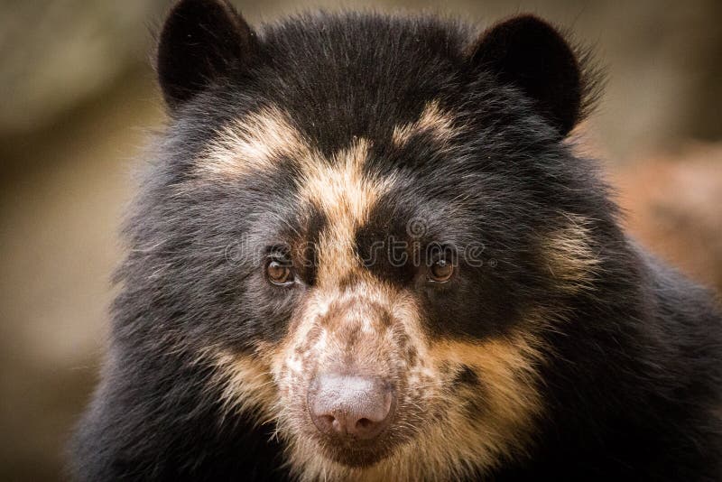 Spectacled Bear editorial stock photo. Image of andean - 79262378