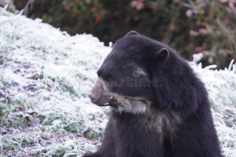 Spectacled Bear Looking Out Stock Image - Image of mammal, tremarctos ...