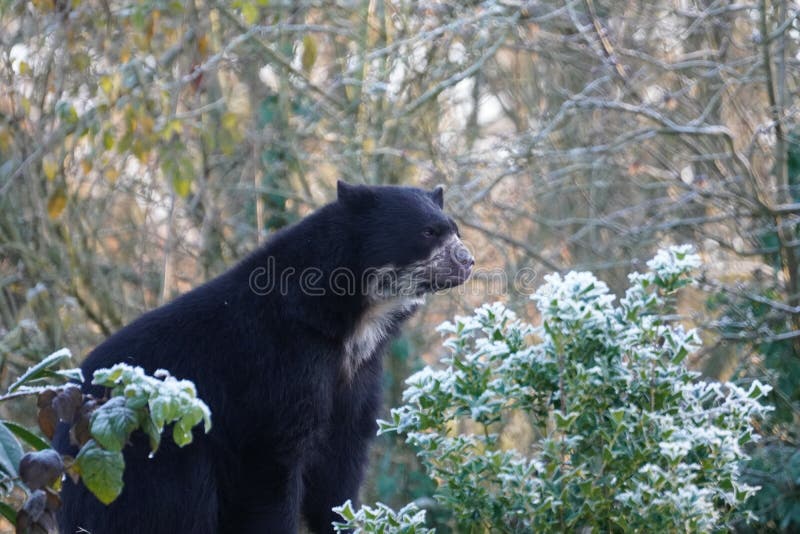 Spectacled Bear Looking Out Stock Image - Image of face, mammal: 264708113