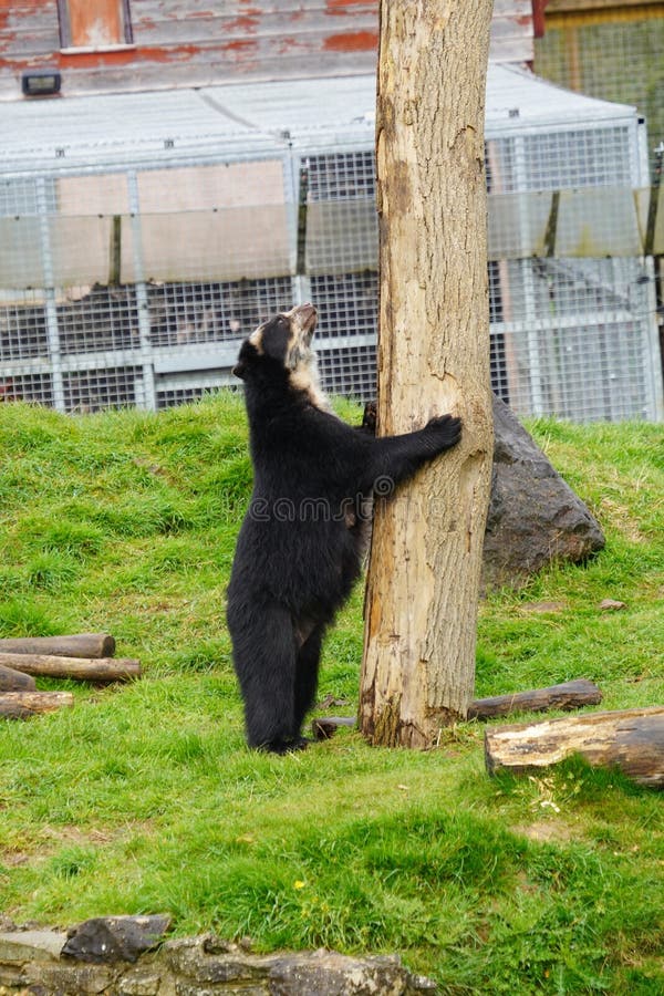 Spectacled Bear Looking Out Stock Image - Image of tremarctos, faced ...