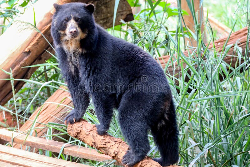 Spectacled Bear (Tremarctos Ornatus) in Selective Focus and Depth Blur ...