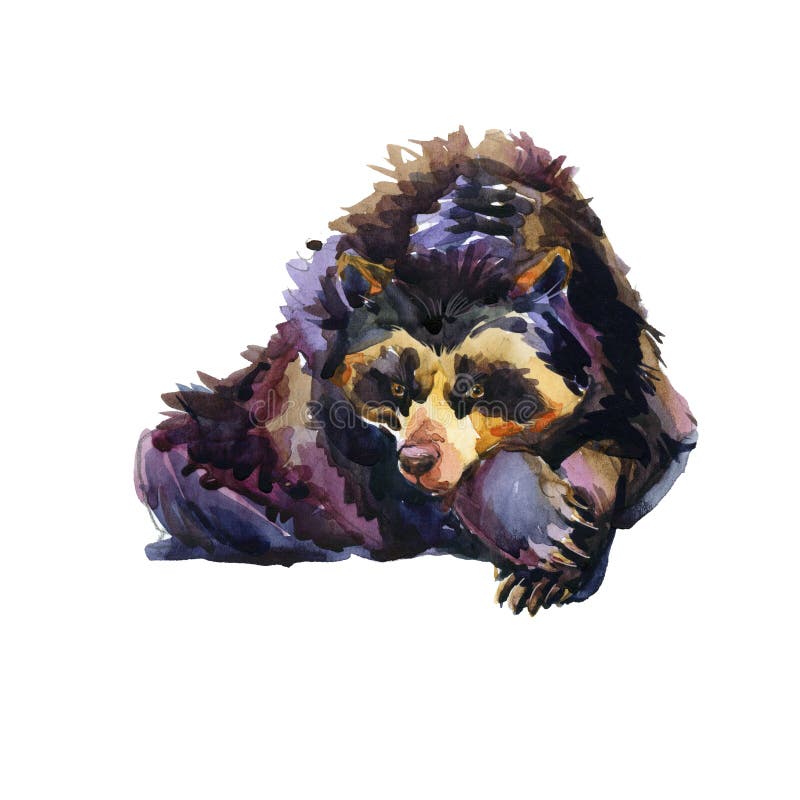 Spectacled Bear Watercolor Illustration Isolated on White Stock Image ...