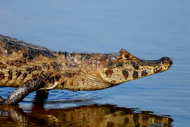 Dwarf Caiman stock image. Image of small, south, trigonatus - 44805917