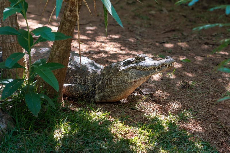 Spectacled Caiman - Alligator Stock Image - Image of jacarea ...