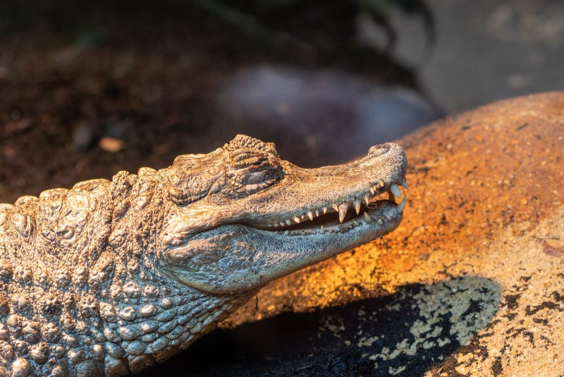 Spectacled Caiman Caiman Crocodilus Stock Photo - Image of teeth ...