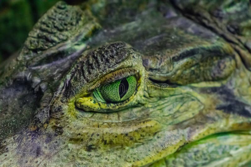 Spectacled Caiman Caiman Crocodilus Stock Photo - Image of amazon ...