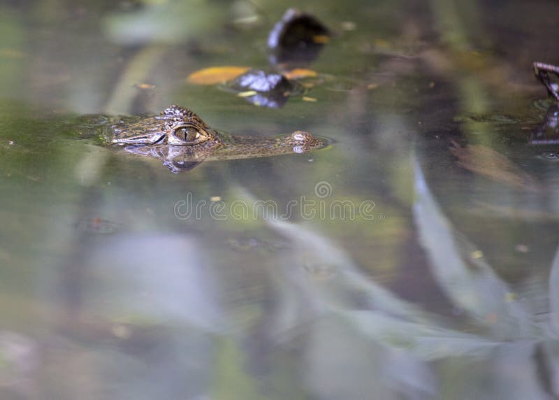 Spectacled Caiman Caiman Crocodilus Stock Photo - Image of beautiful ...