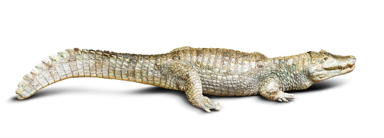 Life of frog stock illustration. Illustration of float - 42445486