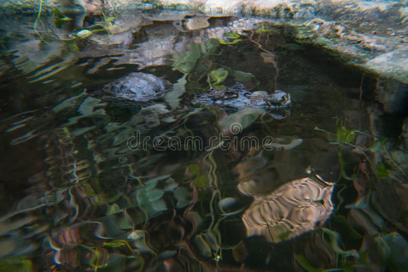 Spectacled Caiman by the River Stock Image - Image of gator, blooded ...